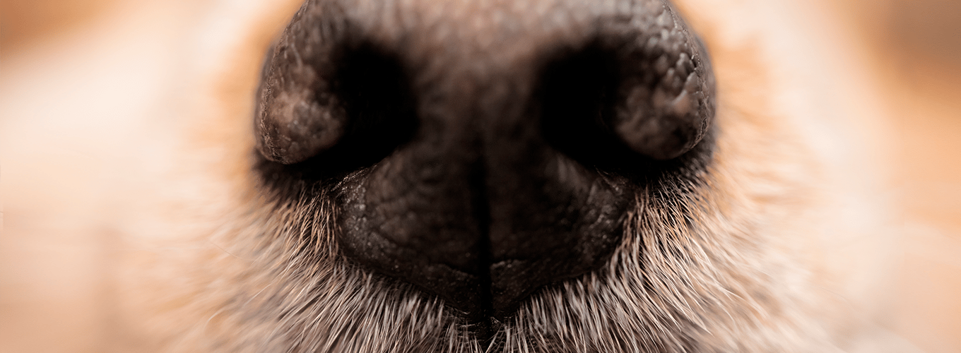 ¿Qué es un sniffer? | Cómo protegerse frente al sniffing | Avast